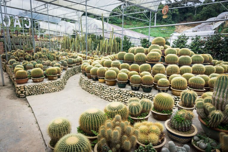 23 Tempat-Tempat Menarik di Cameron Highland - Cuti Jom